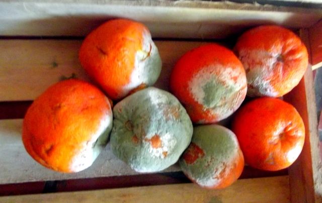 Fruta podre e dogmas ideológicos - Correio de Caria